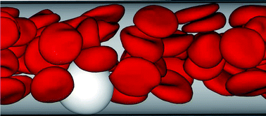 White blood cell margination in microcirculation - Soft Matter (RSC ...