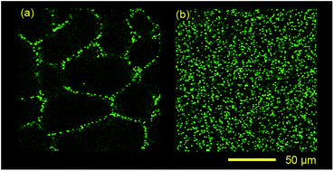 Exclusion of impurity particles in charged colloidal crystals - Soft ...