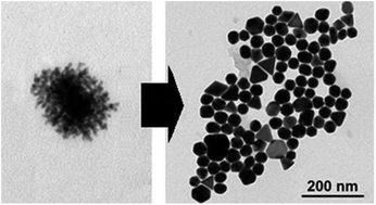 The room temperature formation of gold nanoparticles from the reaction ...