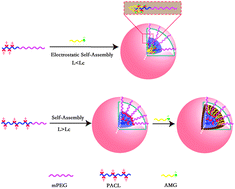 Self-assembly of polyion complex nanocarriers from ammonium ...