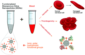 Impact of mesoporous silica nanoparticle surface functionality on ...