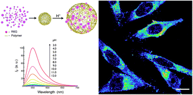 Sensitive pH probes of retro-self-quenching fluorescent nanoparticles ...