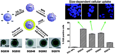 Tuning core–shell SiO2@CdTe@SiO2 fluorescent nanoparticles for cell ...