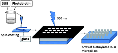 Development of a versatile biotinylated material based on SU-8 ...