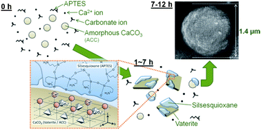 Tracking the formation of vaterite particles containing aminopropyl ...