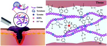 Human gelatin tissue-adhesive hydrogels prepared by enzyme-mediated ...