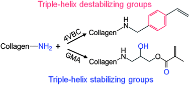 Photo-active collagen systems with controlled triple helix architecture ...