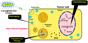 Carbon dots functionalized gold nanorod mediated delivery of ...