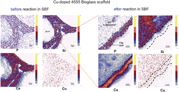 In vitro reactivity of Cu doped 45S5 Bioglass® derived scaffolds for ...