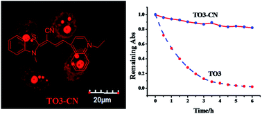 A bright red fluorescent cyanine dye for live-cell nucleic acid imaging ...