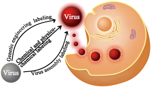 Progress on the labeling and single-particle tracking technologies of ...