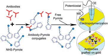 Cell specific electrodes for neuronal network reconstruction and ...