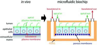 Microfluidic approaches for epithelial cell layer culture and ...