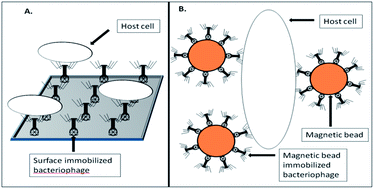 Phage-based detection of bacterial pathogens - Analyst (RSC Publishing)
