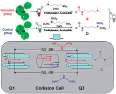 Isotope labelling – paired homologous double neutral loss scan-mass ...
