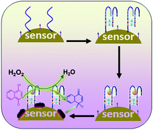 Target-initiated impedimetric proximity ligation assay with DNAzyme ...