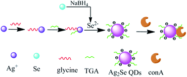 Synthesis of water-soluble Ag2Se QDs as a novel resonance Rayleigh ...