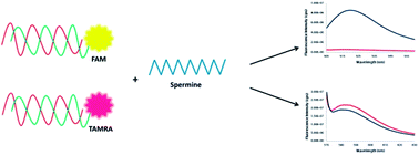 Interaction of fluorescent dyes with DNA and spermine using ...
