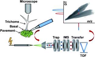 In Situ metabolic analysis of single plant cells by capillary ...