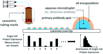 Addressable droplet microarrays for single cell protein analysis ...