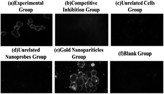 Rituximab–Au nanoprobes for simultaneous dark-field imaging and DAB ...