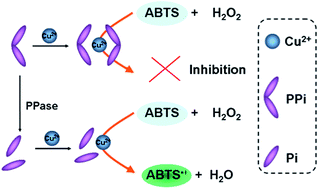 A convenient label free colorimetric assay for pyrophosphatase activity ...