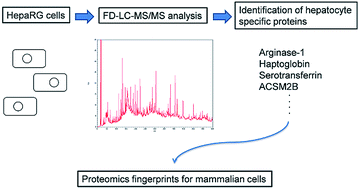 A trial proteomics fingerprint analysis of HepaRG cells by FD-LC-MS/MS ...