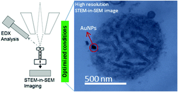 STEM-in-SEM high resolution imaging of gold nanoparticles and bivalve ...