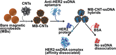 In vitro HER2 protein-induced affinity dissociation of carbon nanotube ...