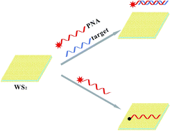 A WS2 nanosheet-based platform for fluorescent DNA detection via PNA ...