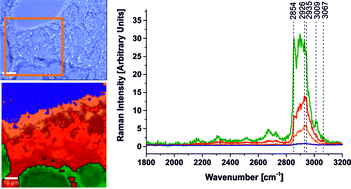 The lipid-reactive oxygen species phenotype of breast cancer. Raman ...