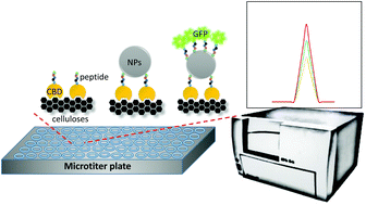 A high-throughput and selective method for the measurement of surface ...