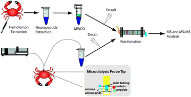 Mass spectrometric measurement of neuropeptide secretion in the crab ...