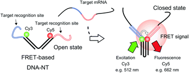 A FRET-based DNA nano-tweezer technique for the imaging analysis of ...