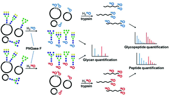PNGase F-mediated incorporation of 18O into glycans for relative glycan ...