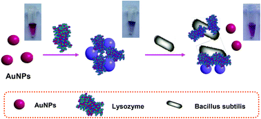 Highly selective colorimetric bacteria sensing based on protein-capped ...