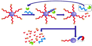 A simple and highly sensitive fluorescence assay for microRNAs ...