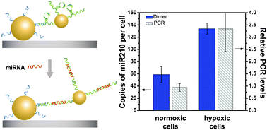 Direct detection of microRNA based on plasmon hybridization of ...