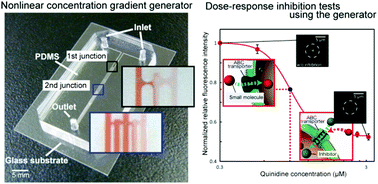 Nonlinear concentration gradients regulated by the width of channels ...