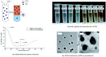 Partition of proteins with extraction in aqueous two-phase system by ...