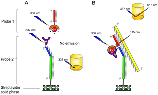 Spacer length, label moiety interchange and probe pair orientation in a ...