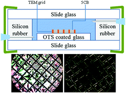 Real-time liquid crystal-based biosensor for urea detection ...