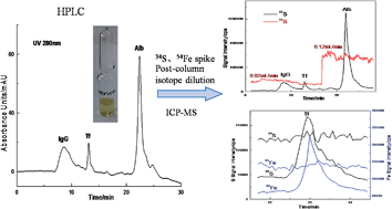 Simultaneous quantification of proteins in human serum via sulfur and iron using HPLC coupled to ...