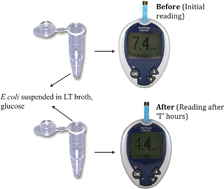 Detection of Escherichia coli in potable water using personal glucose ...