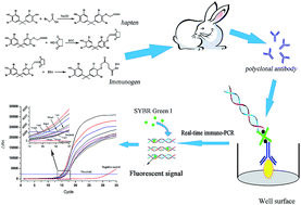 A real-time immuno-PCR assay for the detection of tetrabromobisphenol A ...