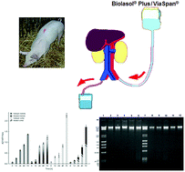Application of analytical techniques to monitoring of kidney viability ...