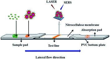 A novel immunochromatographic assay (ICA) based on surface-enhanced ...