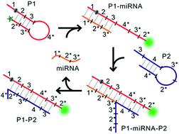 An enzyme-free signal amplification strategy for sensitive detection of ...