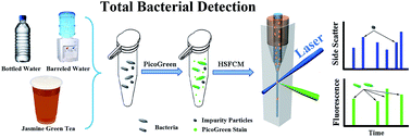 Rapid detection and enumeration of total bacteria in drinking water and ...
