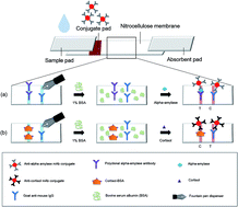 Economical and rapid manufacturing of lateral flow immunosensor using ...